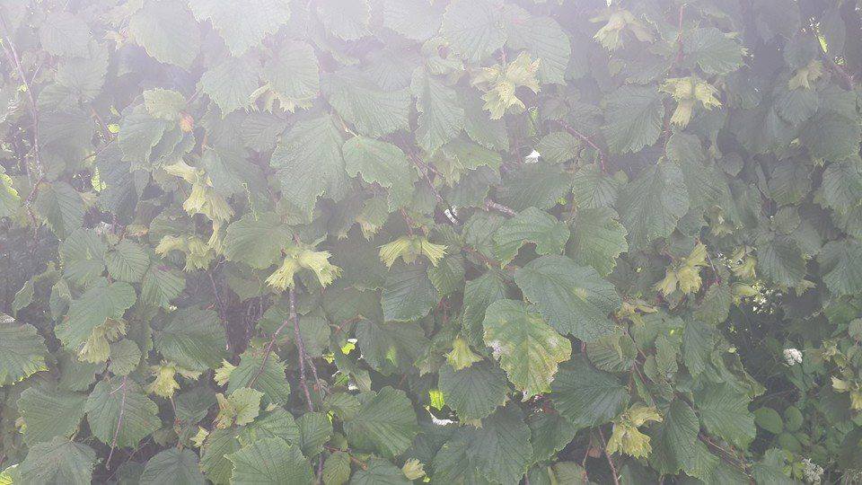 ORDU NİZAMETTİN BOZTEPE NİZAMETTİN: ORDU EKONOMİSİ FINDIK BİTKİSİ TÜRK ...