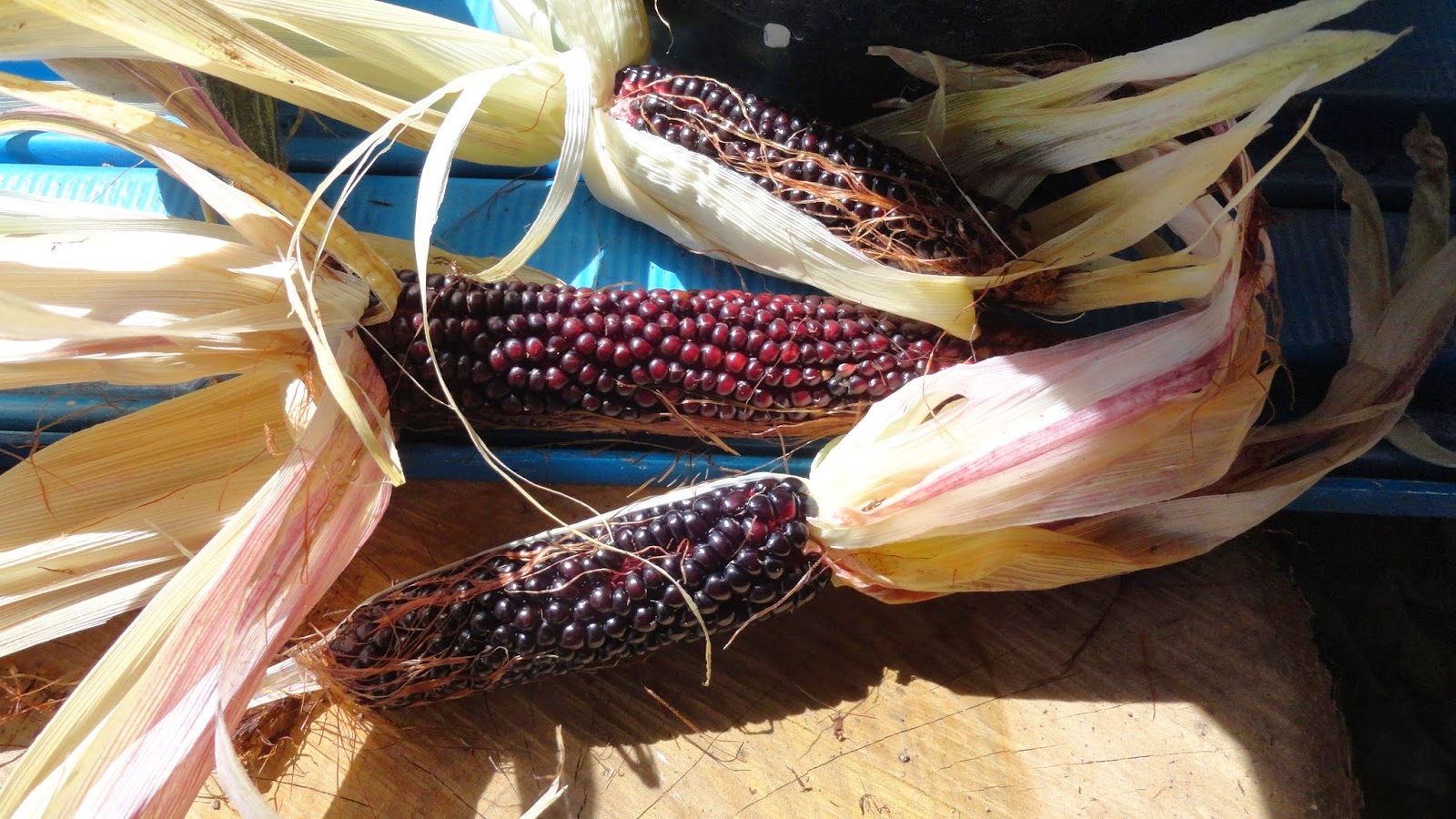 Orquídeas, aves, ovinos, plantas, animais, vida do interior....: Pipoca ...