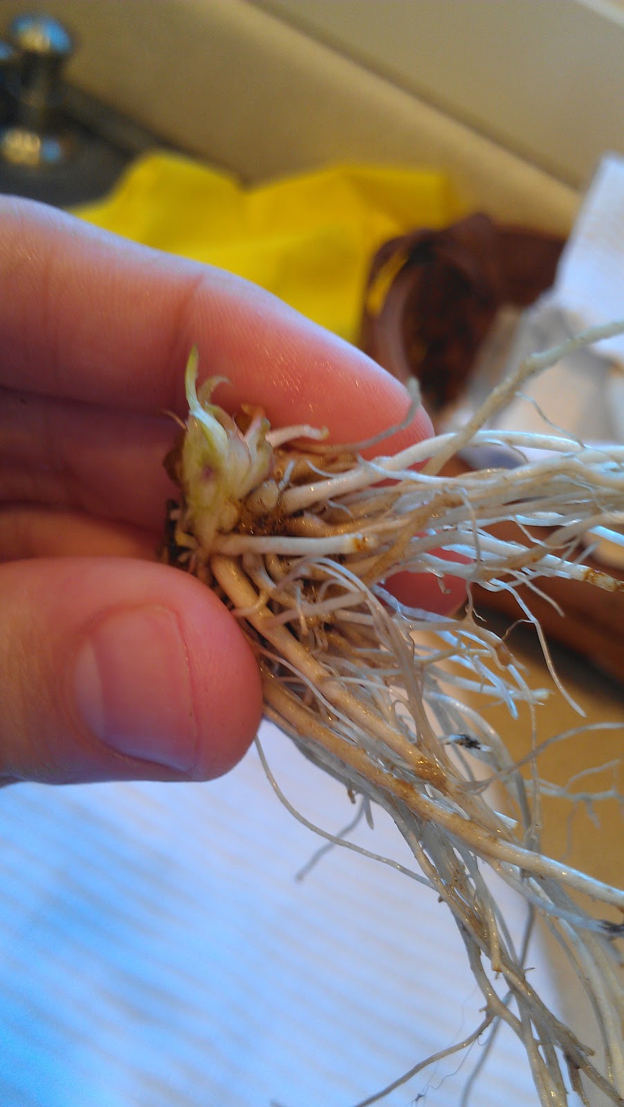 Herbs, Tea N' Photography!: Dandelion Leaves & Roots
