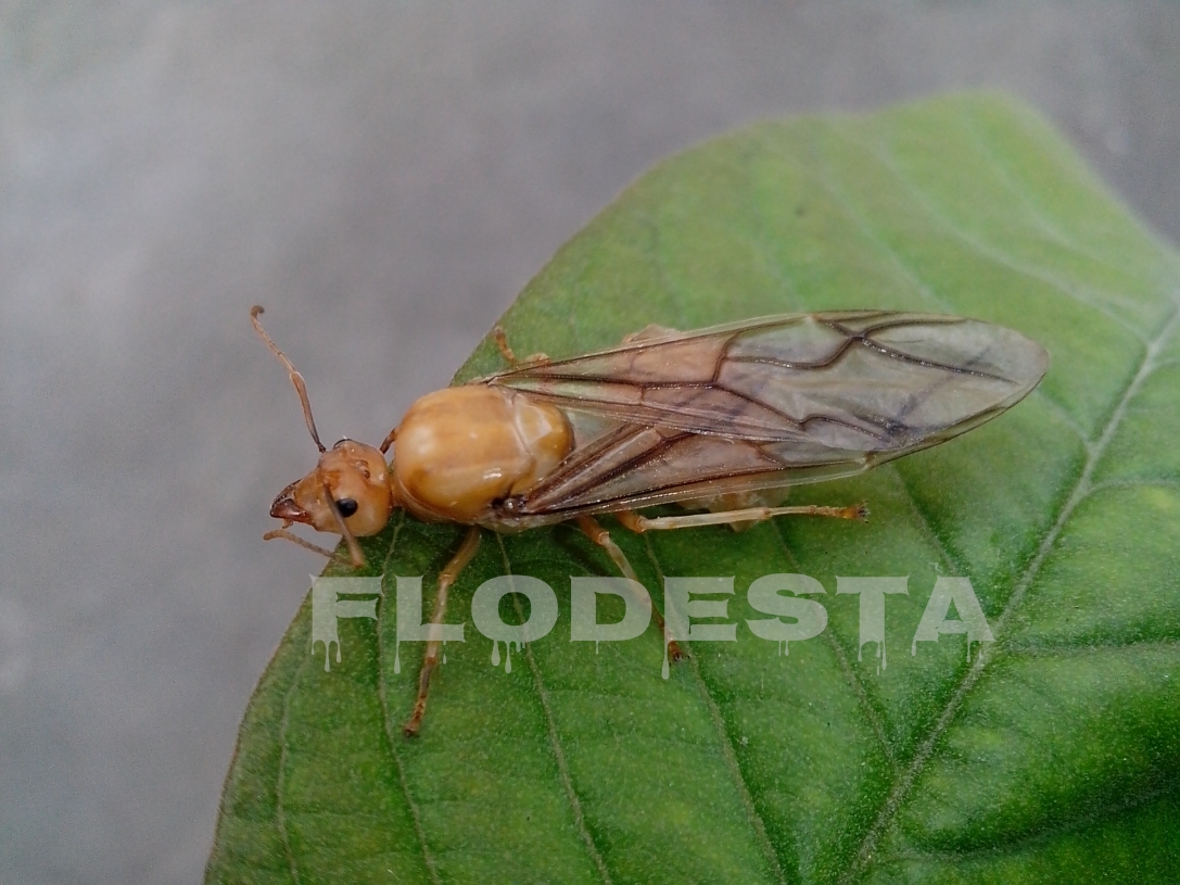 Perbedaan ratu semut rangrang dan calon ratu | Flodesta