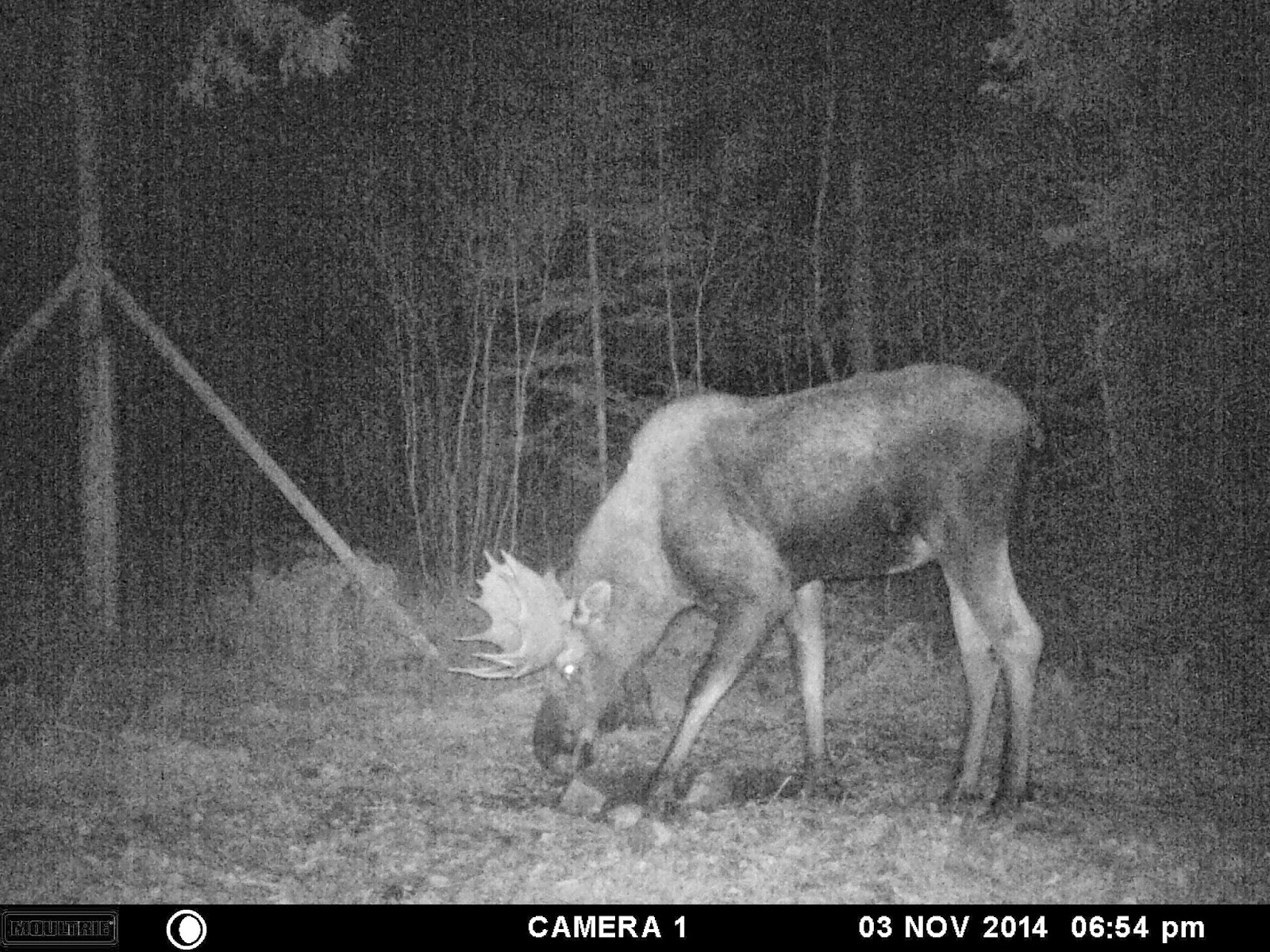 The Walking Stick: Upper Peninsula Moose Caught on Camera
