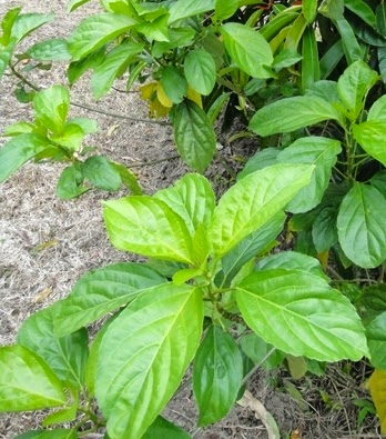 hidayat... suatu cerita...: ULAM ULAMAN