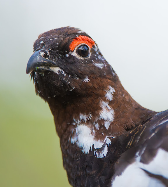 Roger Brendhagen: Ryper