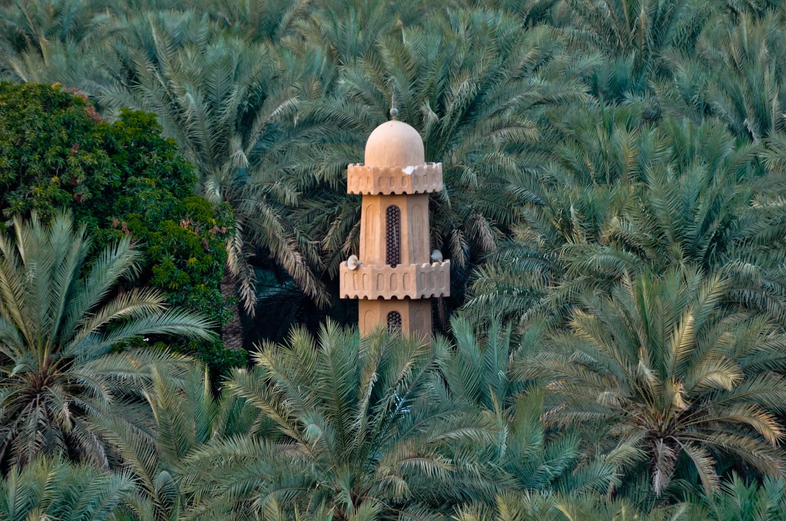 SOMEONE IN AL AIN: our lovely AlAin city