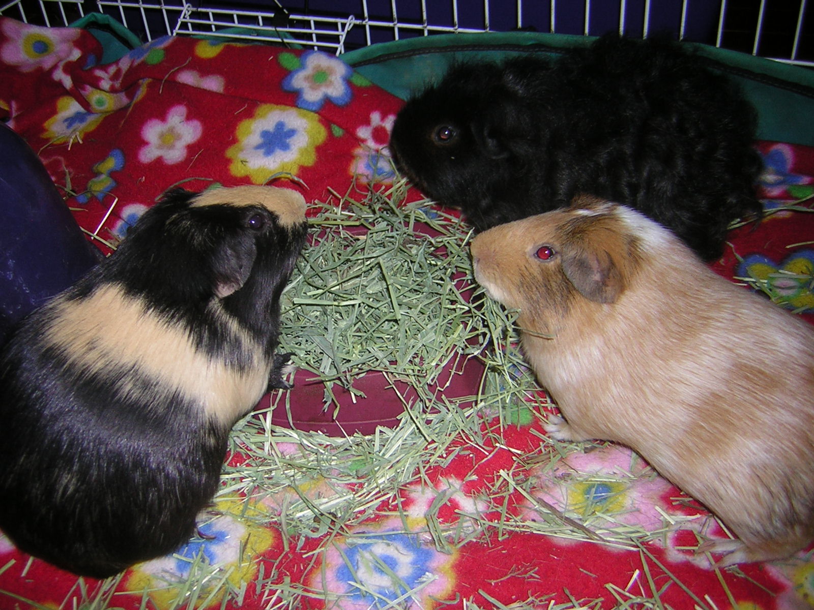 Cavy Savvy: A Guinea Pig Blog: Product Review: Oxbow Botanical Hay