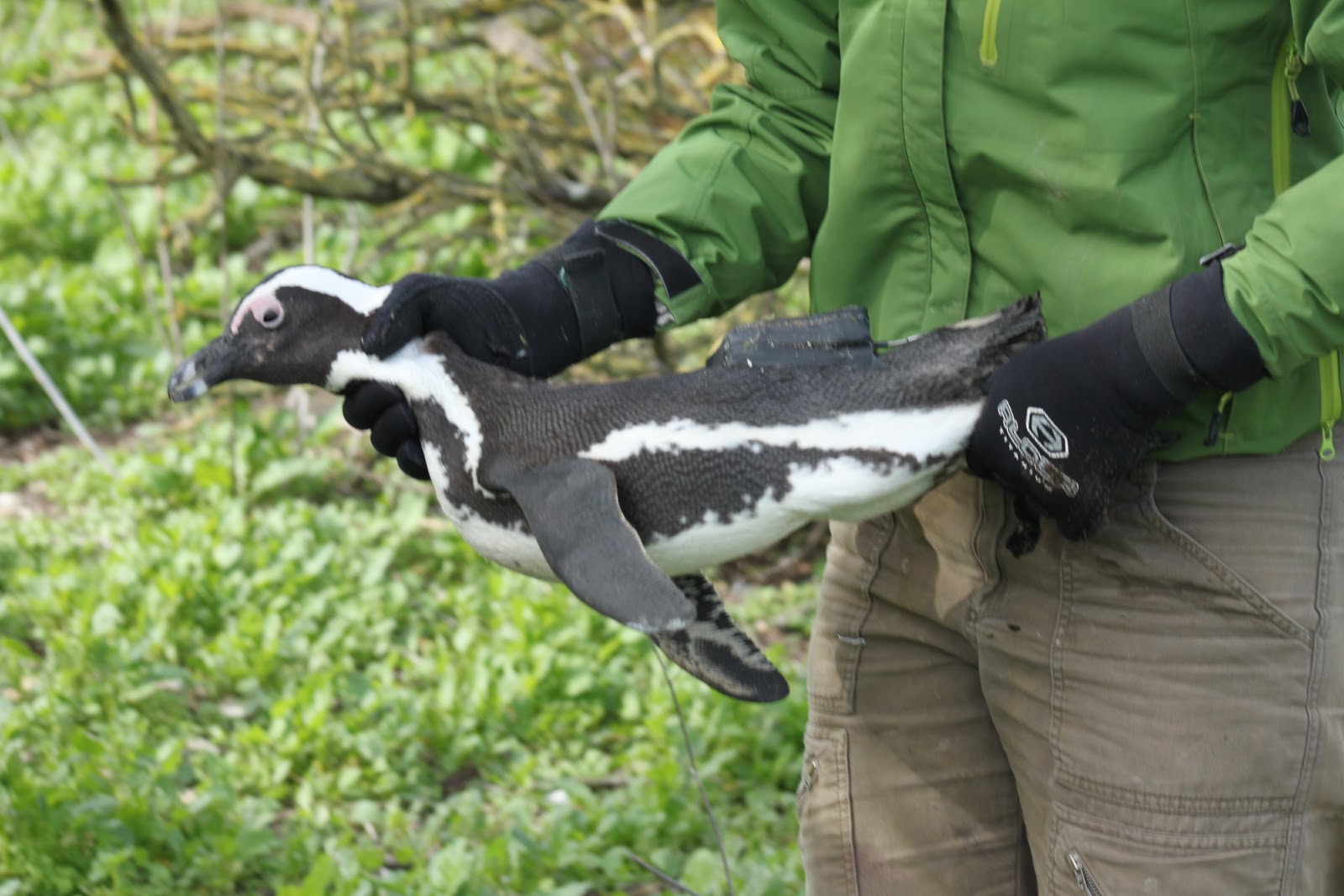 Robben Island Penguin Tracks: GPS Logger Deployment