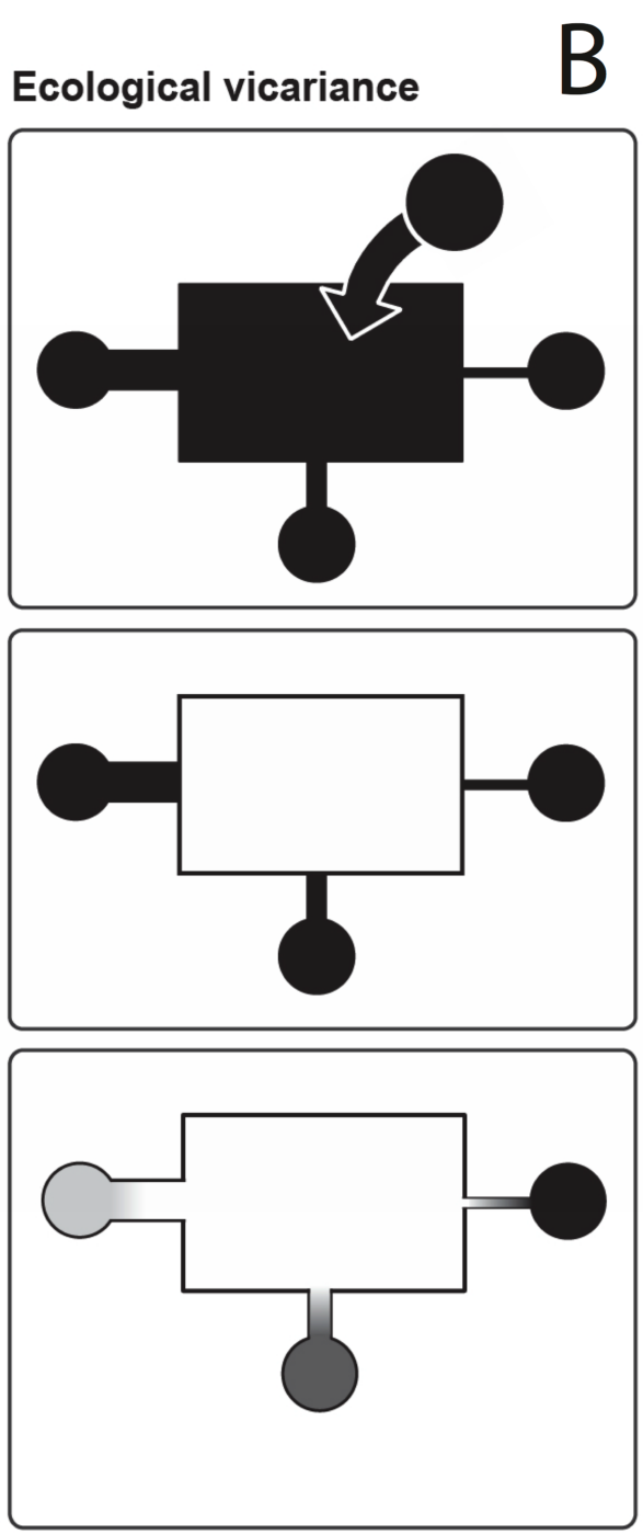 Eco-Evo Evo-Eco: Multiple similar populations produced by ecological ...