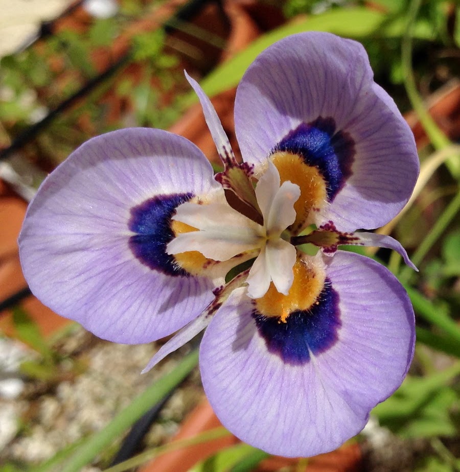 Growing Cool Plants: Moraea villosa Color Forms
