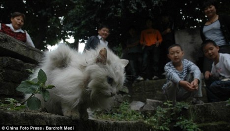 informasi aneh, unik dan gokil: Foto: Inilah Kucing Bersayap Di Cina