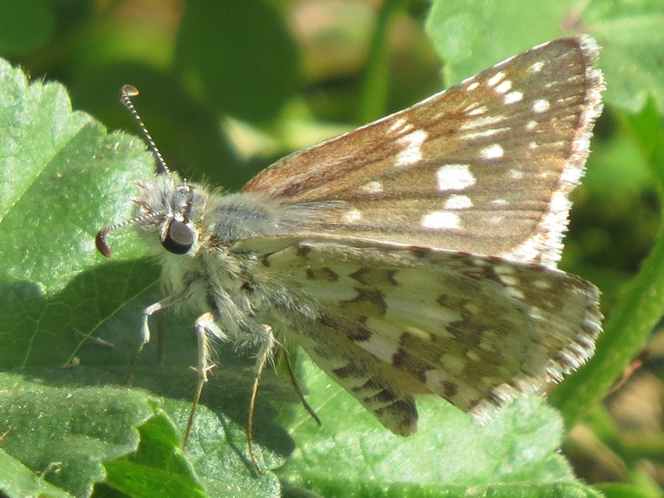 Blue Jay Barrens: Checkered Skippers - Eternal Optimists