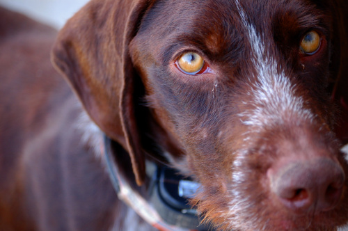 For the love of dog: Utah's Perfect Pointers