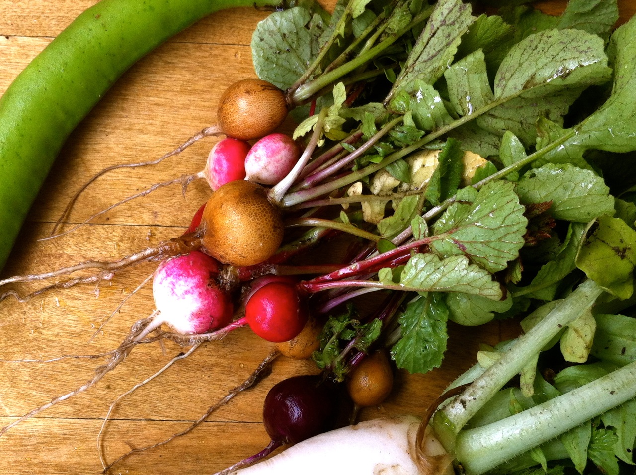 SVIRELIV: ...:::..::..HAVEN : RADISER OG NYE KARTOFLER..::..:::...