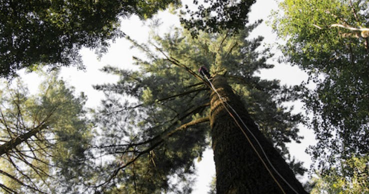 reportages: L'albero più grande d'Italia (62 metri) è un abete di ...