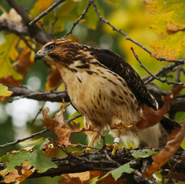 All of Nature: Broadwinged Hawk At Springbrook