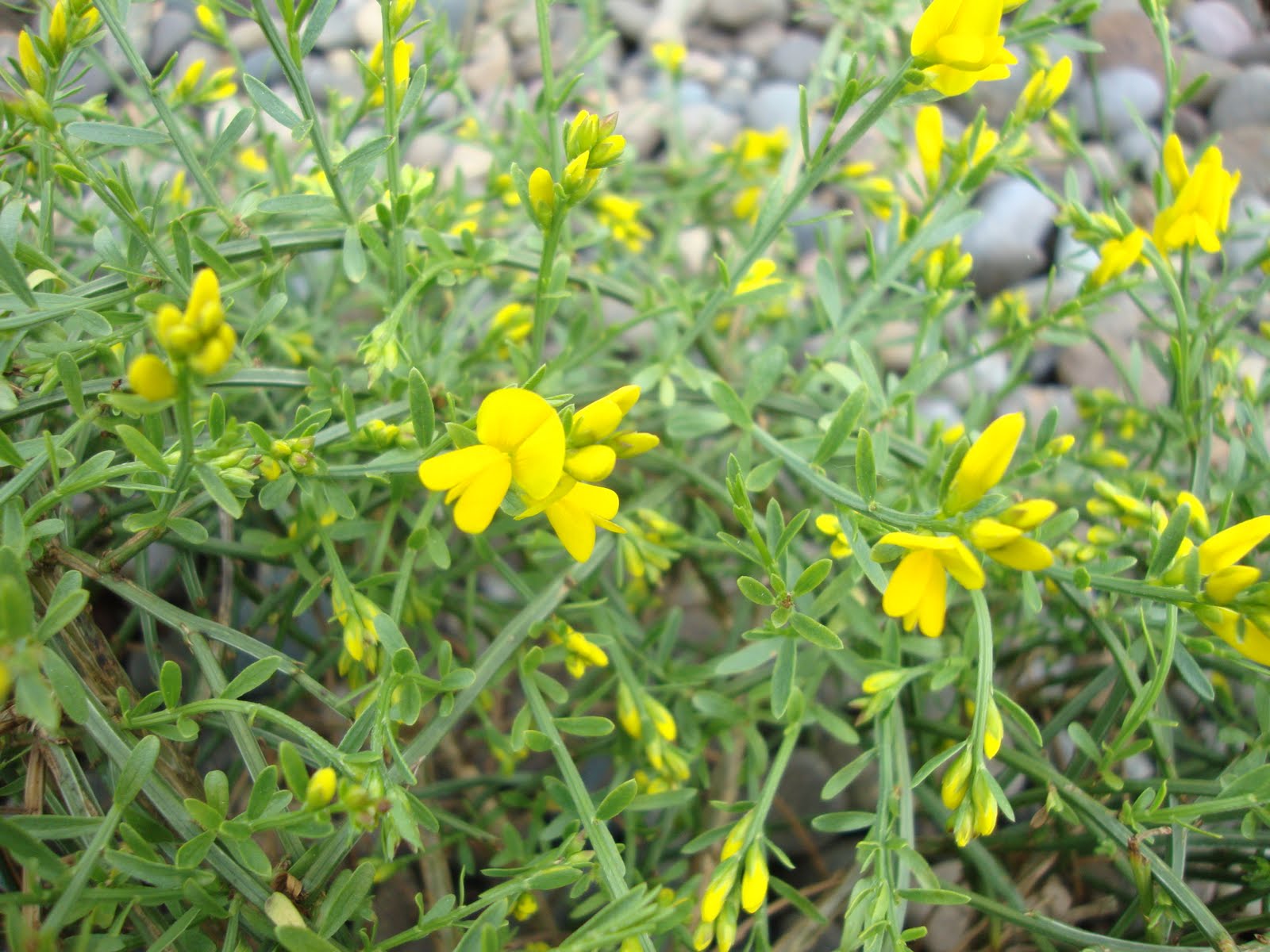 danger garden: Bloomday! June 2011