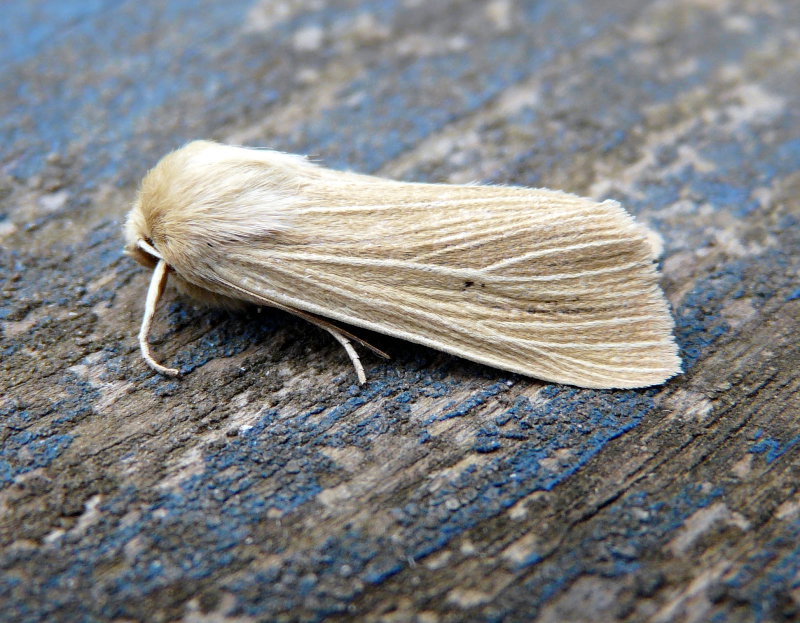 birdingexmouth: Northern Spinach, Two-spotted Neb and Plum Fruit Moth