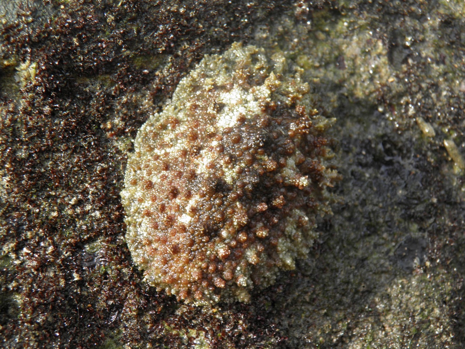 Marine Practical – Rocky Shores Visit | Nature Notes 2013