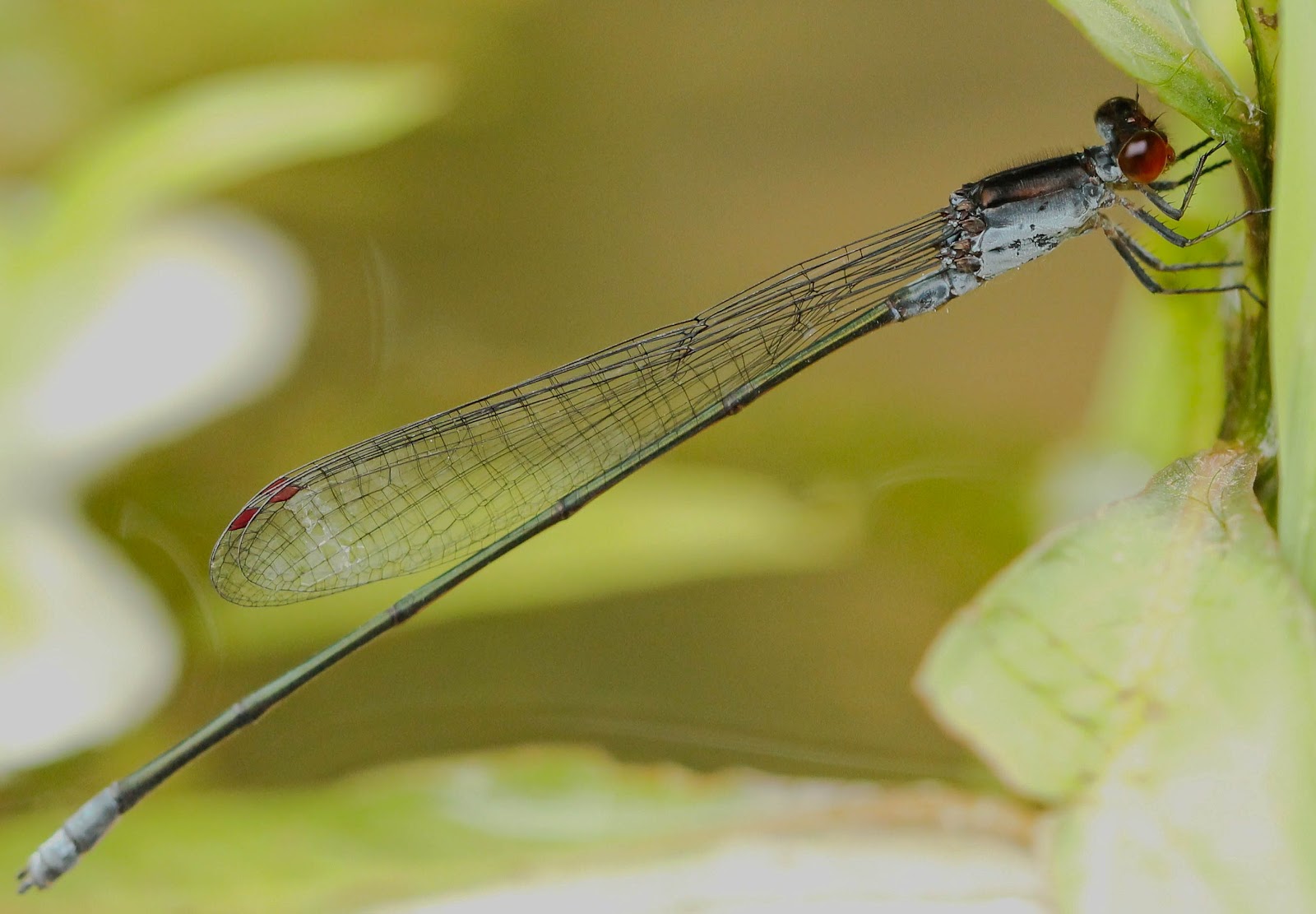 VietOdonata: Pseudagrion pruinosum (Burmeister, 1839)