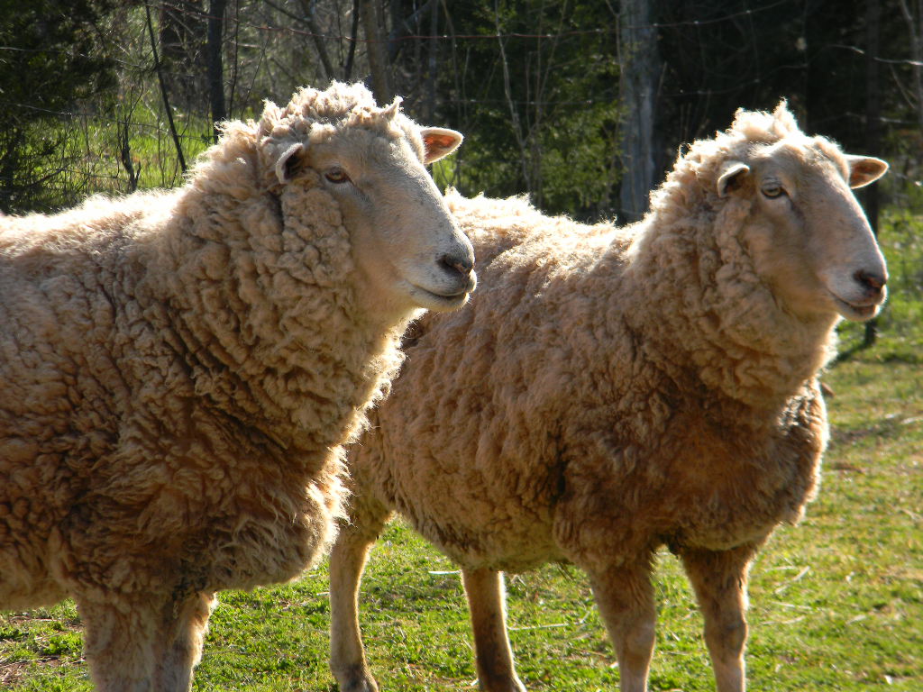 Notforgotten Farm : ~ Wool Gathering