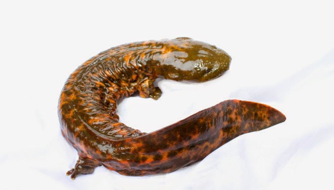 ? what do you know about hellbenders - عالم المعرفة