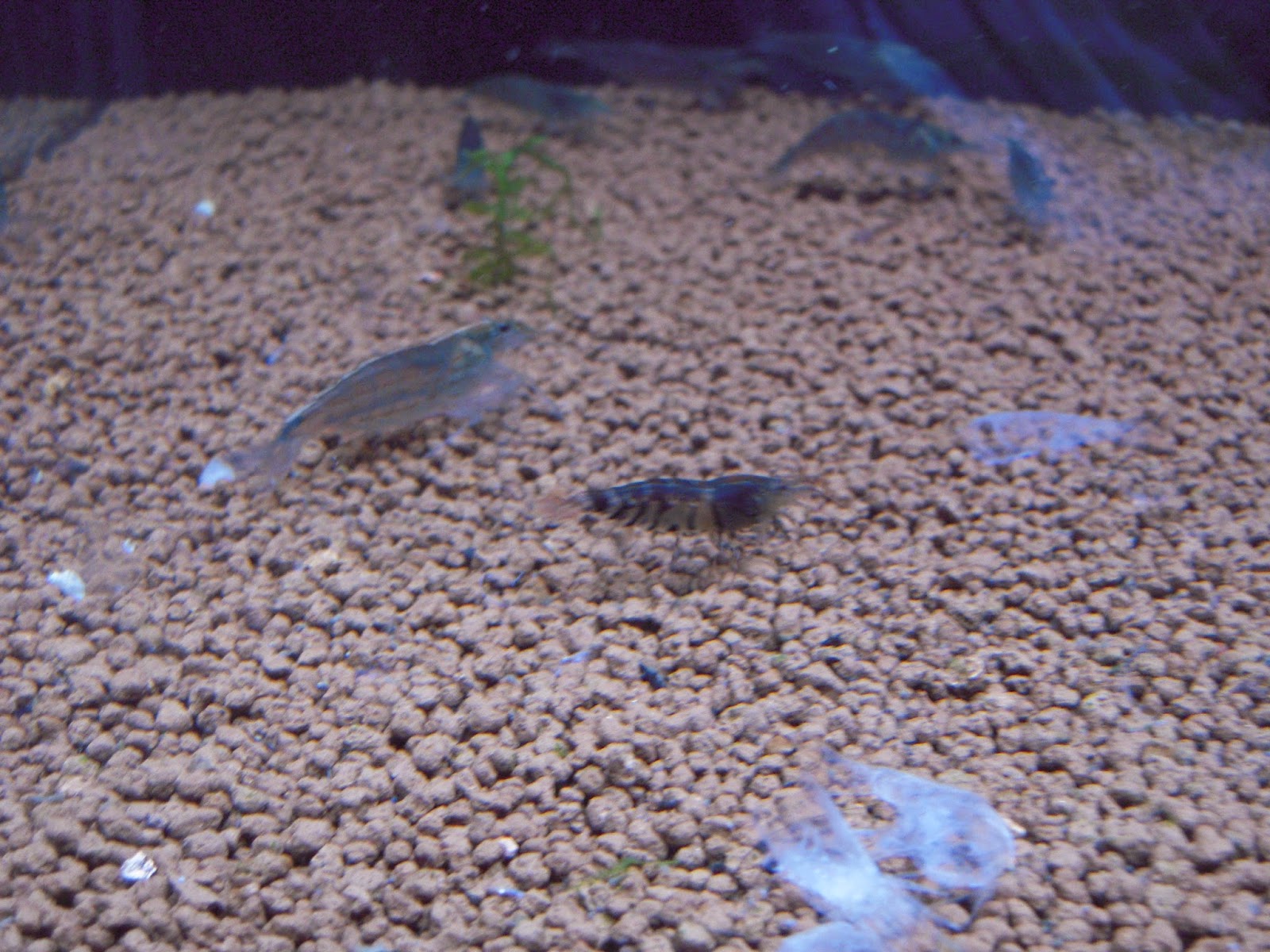 Crystal Red Shrimp: Tibee Shrimp