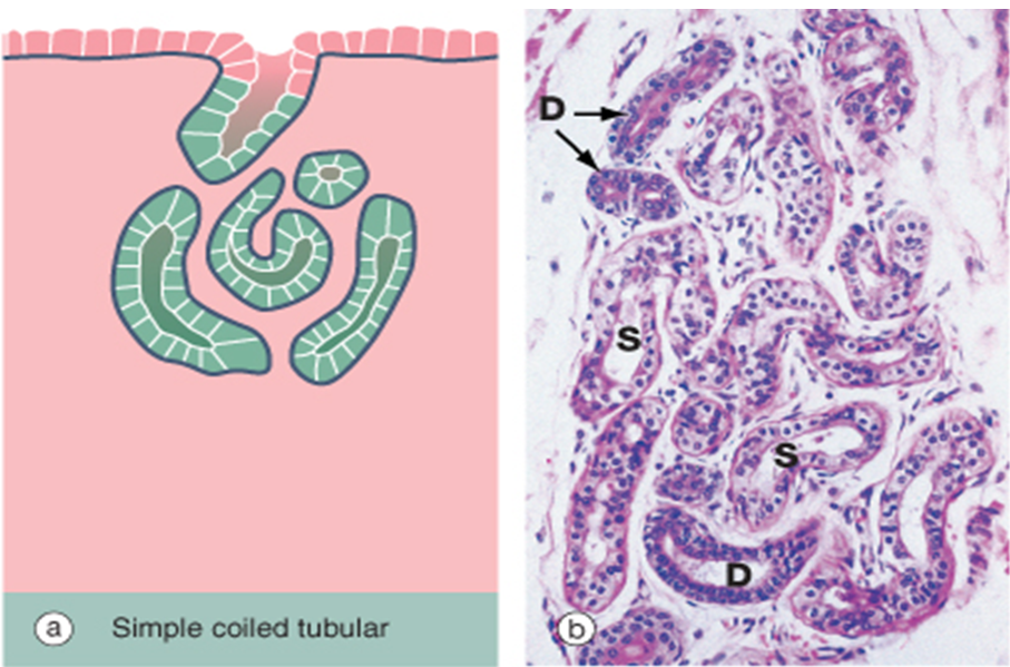 MBBS Medicine (Humanity First): EPITHELIUM