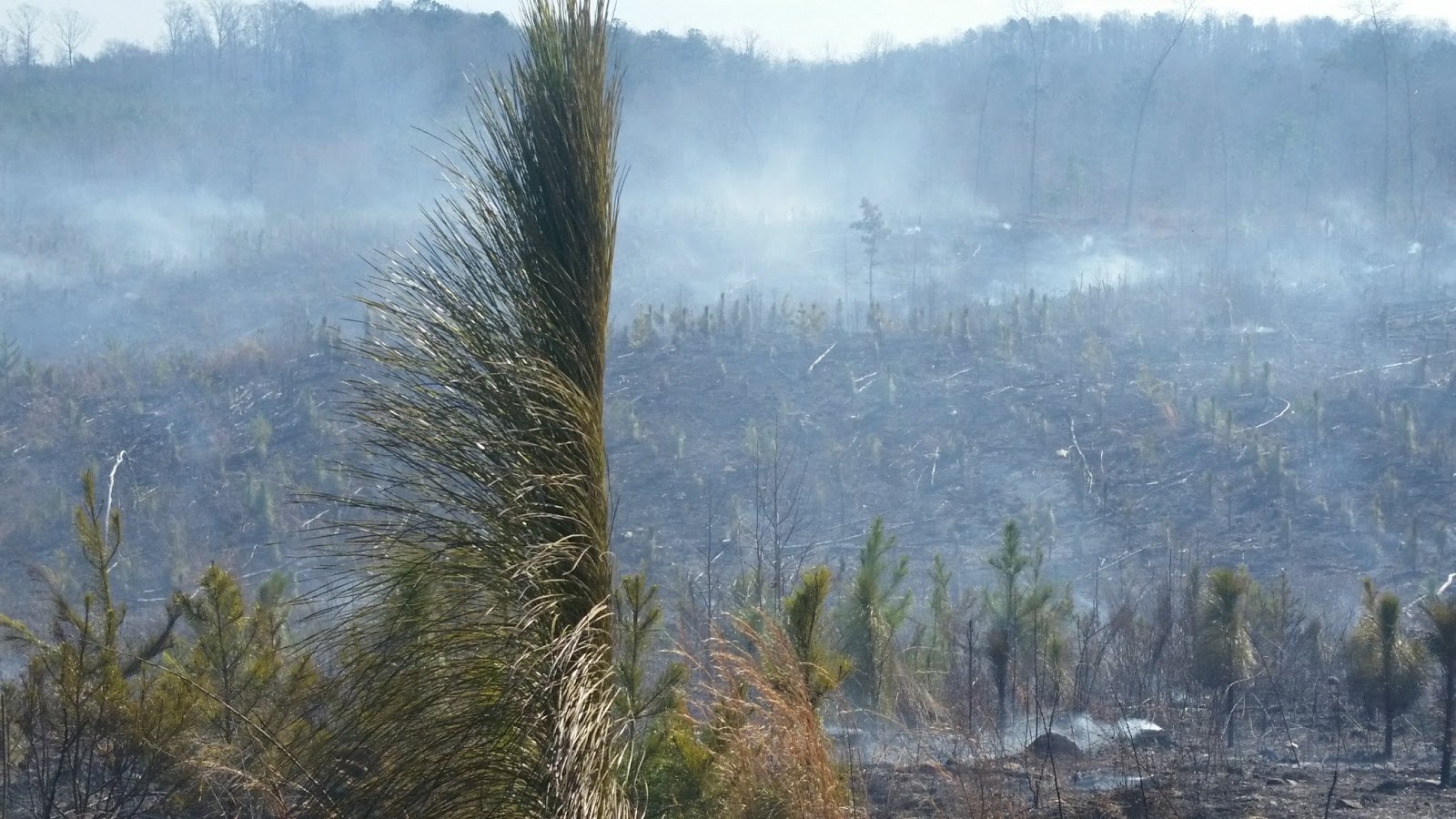 Dewberry Lands: Prescribed Fire on Longleaf Pines