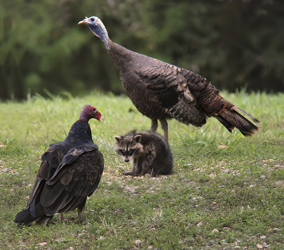 Ozark Grace: Wimbley