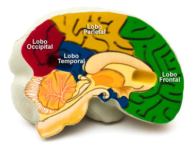 Ana Lucia Hennemann - Neuropsicopedagoga Clínica: Pesquisando sobre o ...