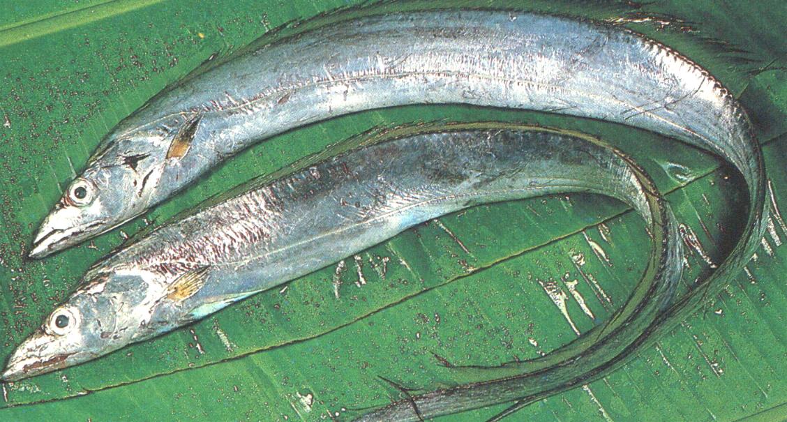 IKAN LAYUR ~ berbagi