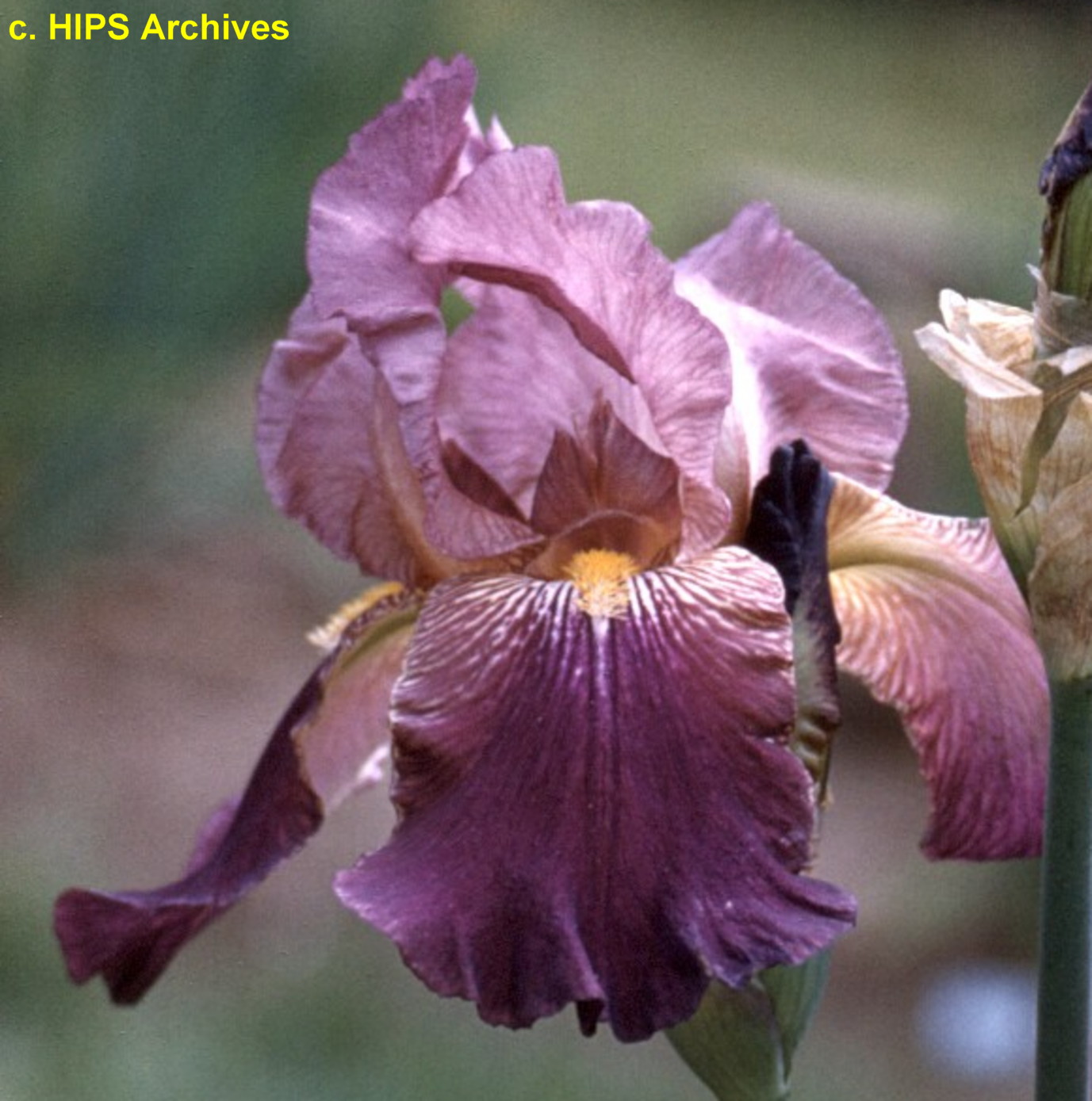 World of Irises: 2018