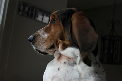 Total Basset Case: Hound Heist: The View from Here