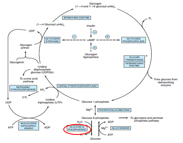 Glikogenesis Glikogenolisis Dan Glukoneogenesis Siswa - vrogue.co