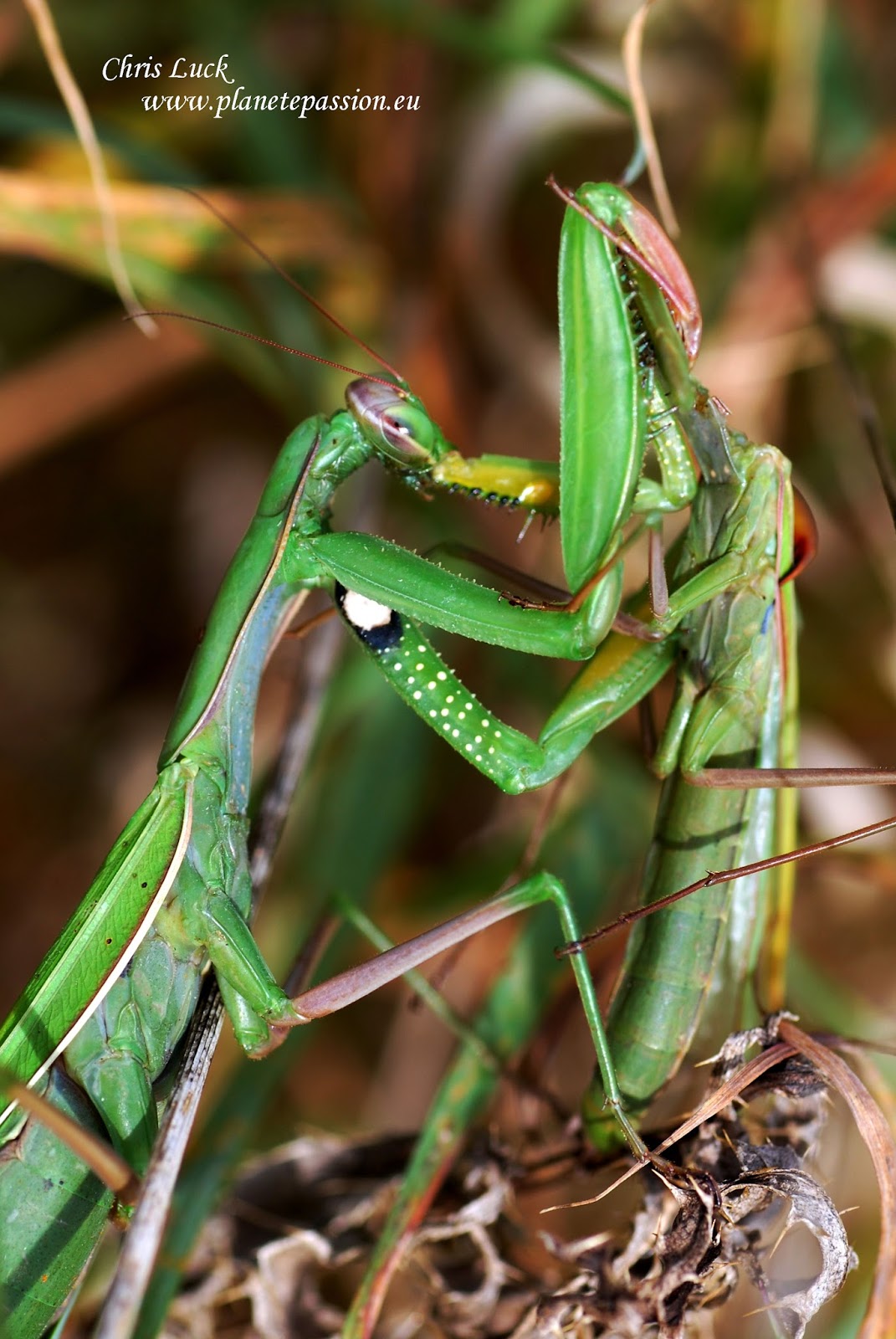 French wildlife and beekeeping: Praying Mantis in France - Mantis religiosa