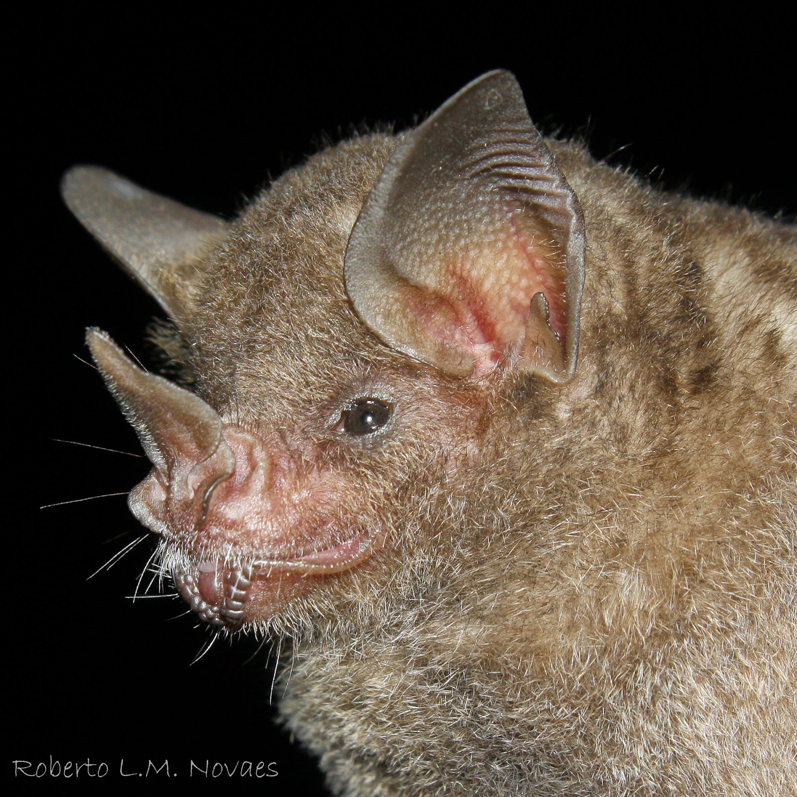 Morcegos do Brasil: Carollia perspicillata
