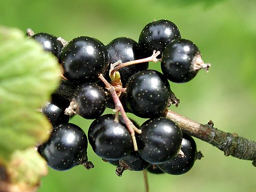 Fruit Warehouse: Blackcurrant ( Ribes nigrum )