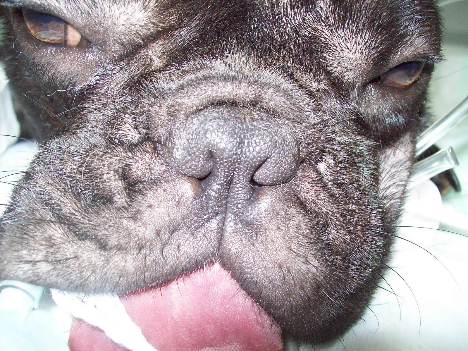 CENTRO VETERINARIO ALJARAFE NORTE: SINDROME DE LOS BRAQUICEFALOS