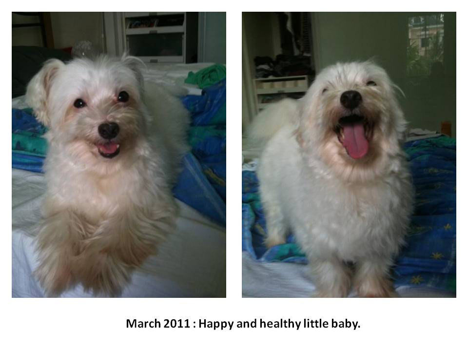 DogMillRehomers: Update on one of our dogs: LOLO!