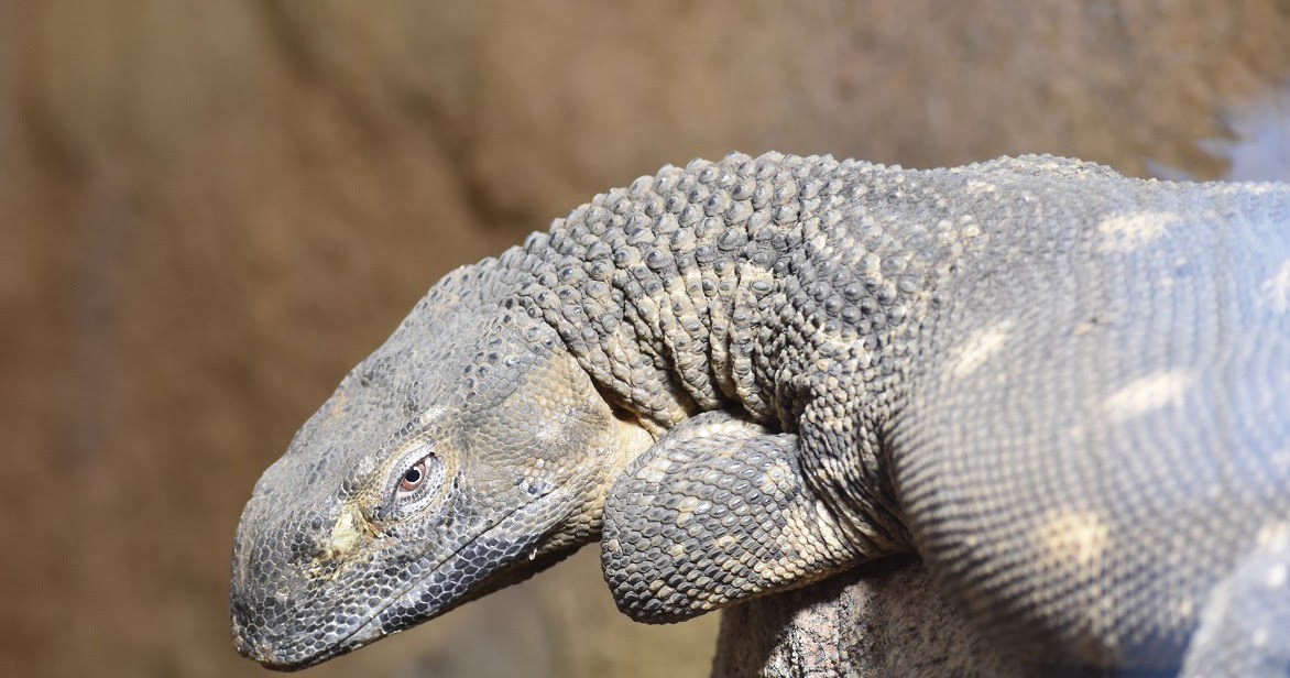 ZOOTOGRAFIANDO (6.100 ANIMALS): VARANO DE GARGANTA BLANCA / WHITE ...
