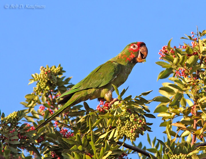 TWO BIRDERS TO GO: The Parrots of Southern California