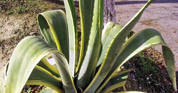 Naturaleza espinosa: Agave americana 'Variegata'