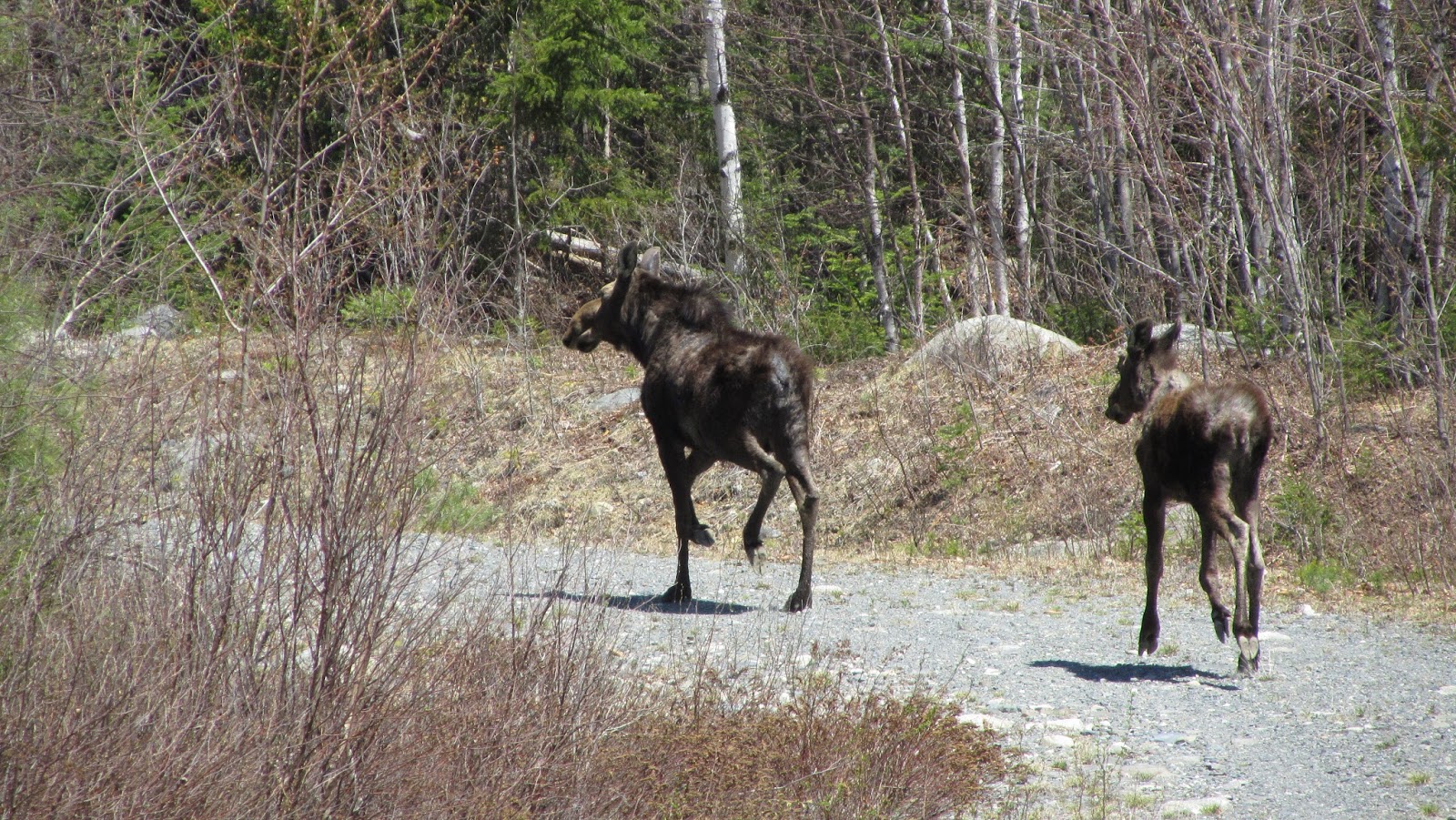 Tomcat's Outdoor Adventures: Moose Mayhem on Mountain Bike Ride and ...