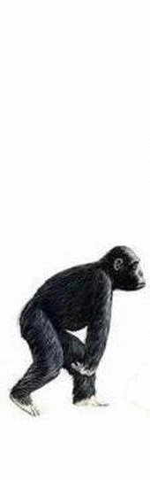 Manash (Subhaditya Edusoft): Evolution in GIF file