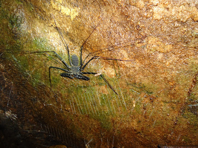 Ciências Biológicas e Ciências Naturais: Galeria de fotos - Excursões
