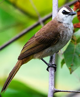 KAMPUNG BIRD: MERBAH KAPUR (Yellow-vented bulbul)