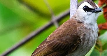 KAMPUNG BIRD: MERBAH KAPUR (Yellow-vented bulbul)