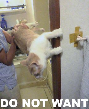 Do not want | Funny Cat Pictures