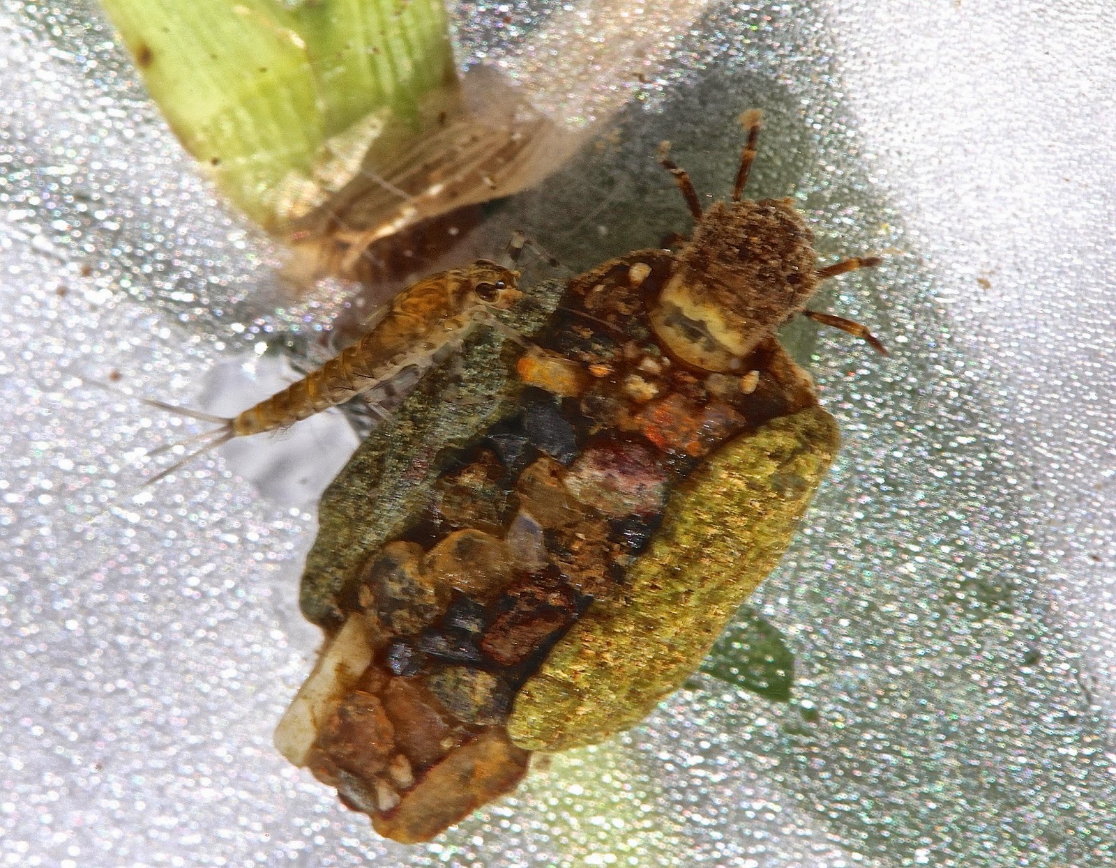 Aquatic Insects of Central Virginia: The "transformation": An ...