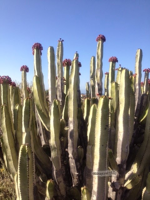 Tenerife Life: Plants of the Canary Islands