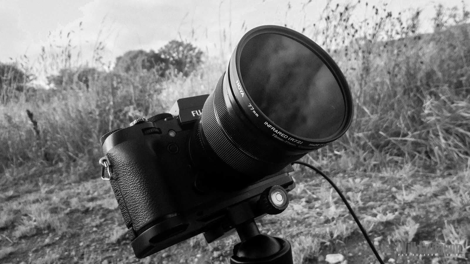 Morning out with my Dog and HOYA R72 Infrared filter - 26/10/19